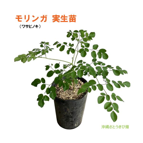 ■モリンガ　ポット苗×1■生産地:沖縄県■全体の高さ:30-40cm■生育年数:半年以上■ポット:12-13cmポット