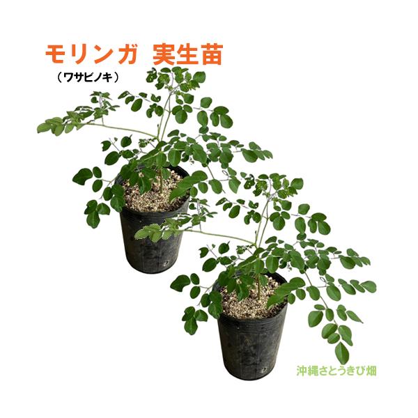 ■モリンガ　ポット苗×2■生産地:沖縄県■全体の高さ:30-40cm■生育年数:半年以上■ポット:12-13cmポット