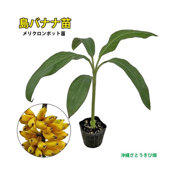 ■島バナナ (メリクロンバナナ) ポット苗熱帯果樹苗■品種: メリクロン島バナナ■生産地:沖縄県■全体の高さ:20-30cm■生育年数:半年以内■ポット:10.5cm■バショウ科生育適温は29〜31℃10℃で生育が停止し、霜にも弱いので6℃...