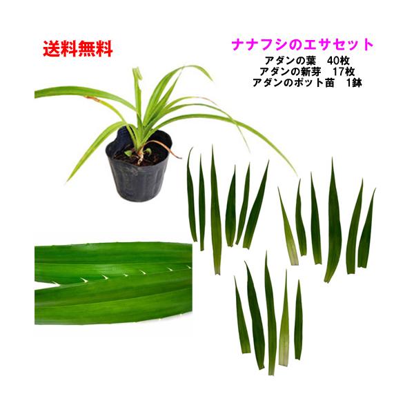【商品内容】・アダンの葉　40枚・アダンの新芽　17枚・アダンのポット苗(9cmポット)　1つ　高さの目安:土から12cm〜16cm■農薬不使用沖縄産のアダンの葉、新芽、ポット苗のセットですアダンの葉は水分が失われないように厚手の袋に入れ、...