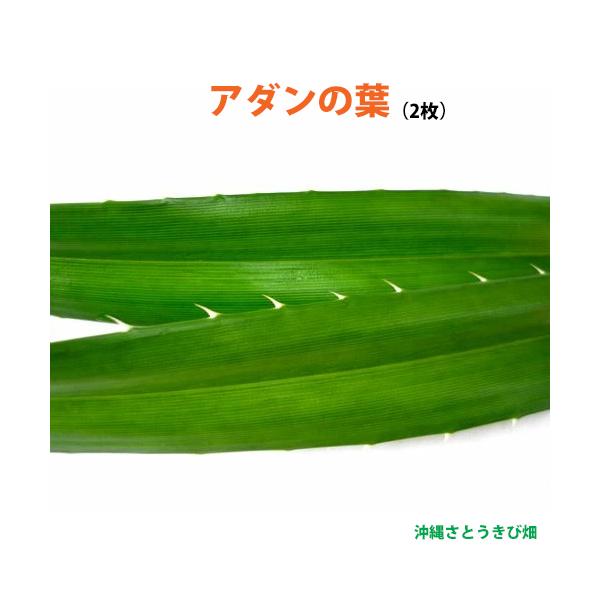 【商品内容】農薬不使用　アダンの葉1枚の長さ：約50cm〜80cm枚数：2枚※写真はイメージです　自然のものなので大きさ、色合い、形状は1枚ずつ異なります沖縄の自然界でオカヤドカリが住む所には必ずあるアダンの木そのアダンの葉ですとても鋭いト...
