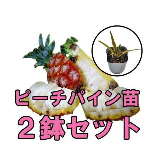 ピーチパインポット苗×2鉢■パイナップル苗熱帯果樹苗■生産地:沖縄県■全体の高さ:10〜20cm■生育年数:2ヶ月■ポット:7〜9cmポット品種名：ソフト　タッチ品種登録番号:7384果重600〜1000gになる中小玉なパインアップル別名：...