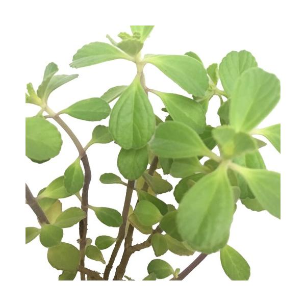 ポルトジンユポット苗 ■ポルトジンユポット苗■生産地:沖縄県■全体の高さ:12-20cm■生育年数:3ヶ月以内■ポット:9cm■シソ科アフリカ原産のハーブ、独特な香りが特徴です沖縄ではお茶として利用されています10℃以下、霜、雪などに当たる...