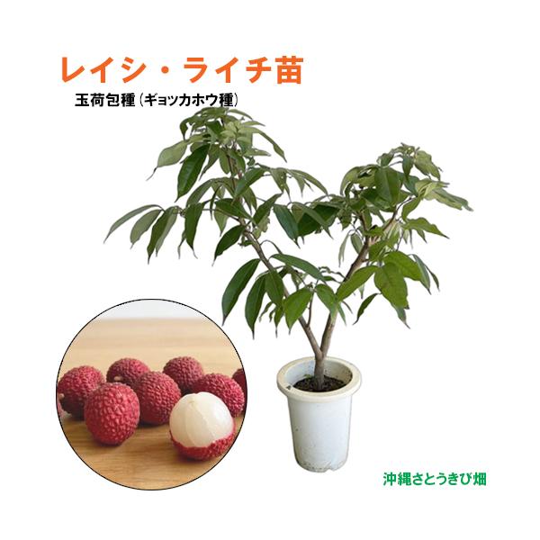 レイシ・ライチ苗玉荷包種(ギョッカホウ種)■生産地:沖縄県■全体の高さ85-90cm■生育年数:取木2年以上■ポット:21cm■ムクロジ科※冬季は葉先が枯れ込む場合がございます生育には影響ございません真っ赤な実を鈴なりにつけます玉荷包とはラ...