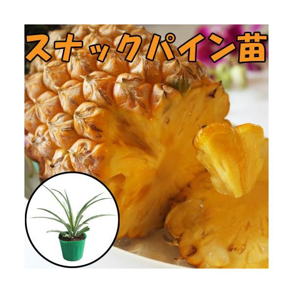 ■パイナップル苗ボゴール(スナックパイン)ポット苗沖縄県産　熱帯果樹苗■生産地:沖縄県■全体の高さ:10〜20cm■生育年数:2ヶ月■ポット:7〜9cmポット沖縄と言えばハワイ種パインが有名ですが、現在沖縄県の生産ナンバーワン品種はボゴール...