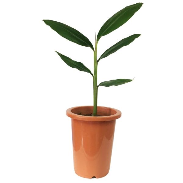 ■月桃苗(げっとう)株分け苗■生産地:沖縄県■全体の高さ:30-60cm■生育年数:株分け半年以内■ポット:6寸鉢■ショウガ科月桃(げっとう)はショウガ科の植物で、その葉は防虫や防カビにも用いられていますまた、沖縄では昔からムーチー(鬼餅)...