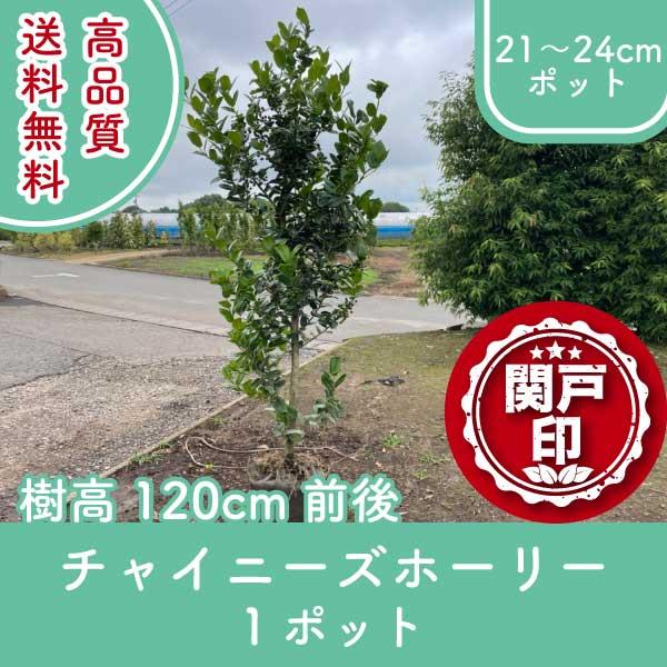 別名クリスマスホーリー、西洋ヒイラギとも言われます。6月頃に白い花が咲き、11月から12月頃まで可愛い赤い実がなります。光沢のある葉と赤い実のコントラストがとても綺麗です。病害虫にも強く、成長がゆっくりなので庭木に適しています。