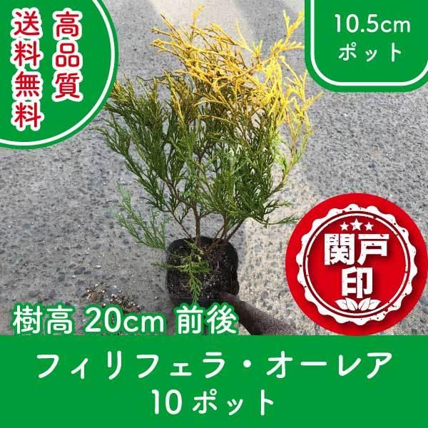 丈夫で育てやすく、マンションや戸建住宅、公園など多くの場所で植栽されている大人気な植物です。常緑のため年中色鮮やかでお庭を明るくしてくれます。庭木としてはもちろん、刈り込みに強いため生垣としても植栽されています。丈夫で管理も簡単なためおすす...