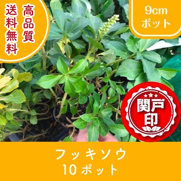人気グラウンドカバーです。陰になる場所でも元気に育つ植物です。常緑性で、一年中同じような状態を保ちます