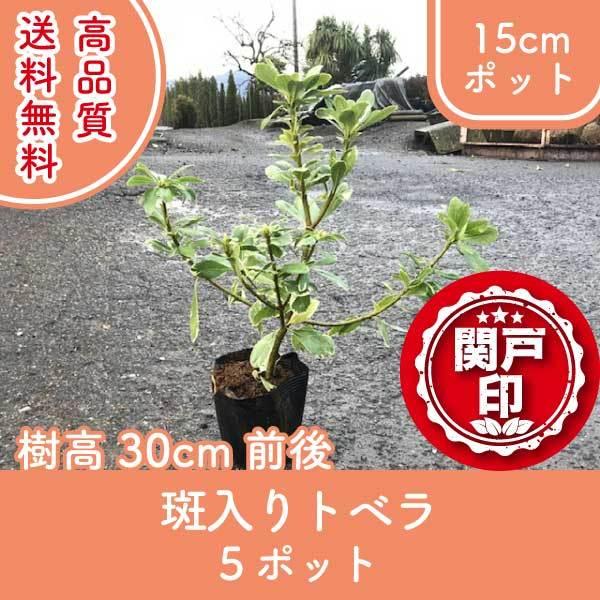 トベラは魔除けの木としてお庭に植えられることが多く、浜辺に自生するほど塩害には強いです。乾燥に強く寒さにはやや弱いが東北でも育ちます。刈り込みに強く生垣として使用されることも多いです。病害虫にも強く初心者の方も安心して育てることができます。