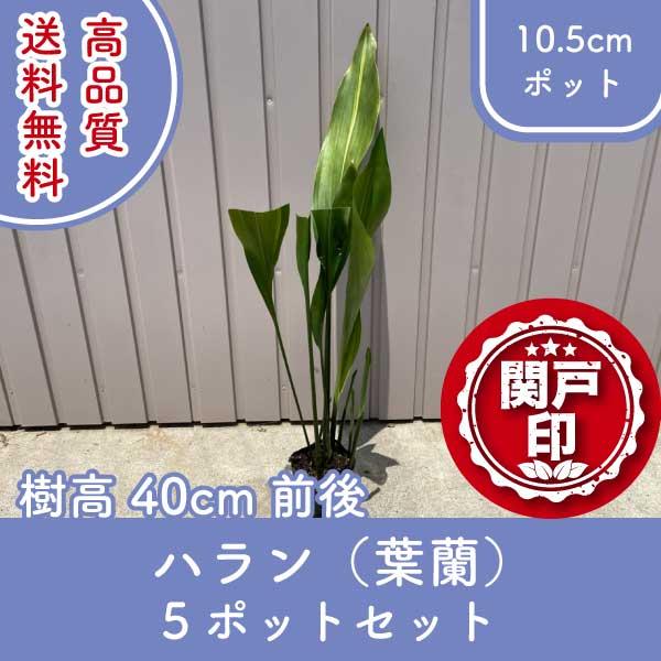 常緑樹の下や北側の日陰でもよく育ち、庭で親しまれています。葉は薄いですが、美しい深緑色で硬くて大きいです。密な群落を作るので、地面から大柄な葉が立ち並ぶような風景となります。茎は地中にあります。花は茎の根本に咲きますが、葉に隠れて目立ちにく...