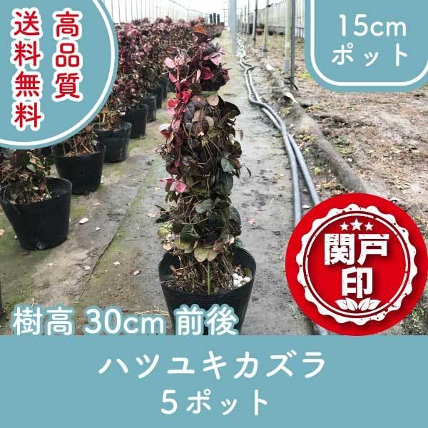 ９センチポットで育てられることが多いハツユキカズラ。こちらの商品は１５センチポットで育てられており、支柱を入れていて鉢のまま育てることができる珍しいタイプになります。ハツユキカズラはつる性植物になります。地面を這わしてグランドカバーとしても...
