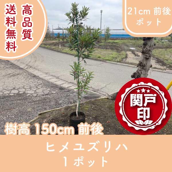 西日本では正月飾りとして使われる縁起の良い植物のヒメユズリハ。エクステリアをお洒落に見せてくれる植物としても人気です。常緑樹なので1年を通して光沢のある緑の葉を茂らせてくれ、ブルーベリーのような小さな実をつけてお庭を彩ってくれます。年間を通...