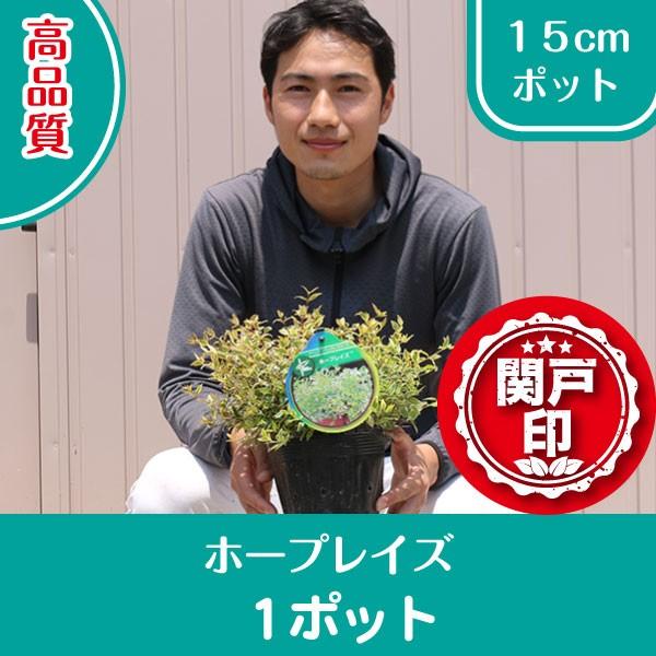 黄色の葉が綺麗な常緑低木、低温期になると黄色の部分が赤紫色に変化します。花は薄いピンク色で香りがあり、開花期は6月〜10月（地域により開花期は異なります。）当商品は種苗法申請中又は登録品種であり、ライセンスを受けて正規に増殖販売しております。