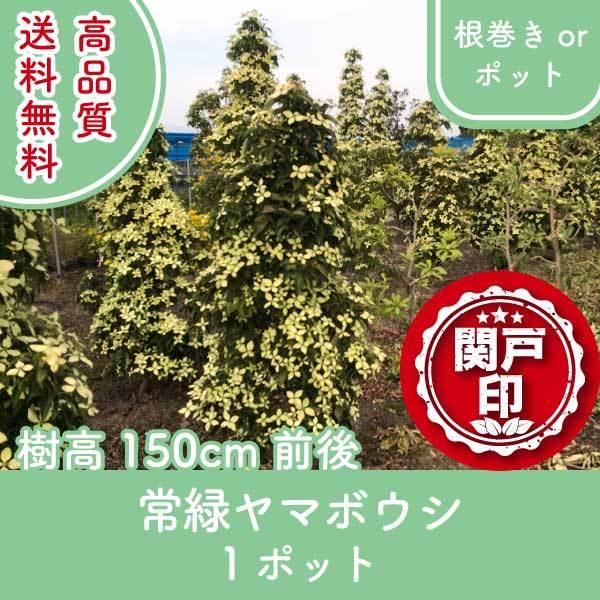 お花は可愛らしく数も多いのが特徴です。植え替え後のヤマボウシは特にお花が多くなります。冬には葉っぱが紅葉して季節を感じることのできる植物でもあります。シンボルツリーで使われることが多いです。