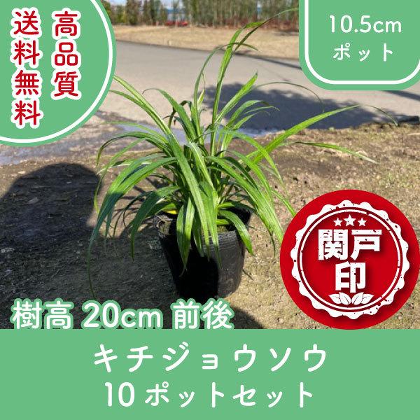 グランドカバーの中では珍しく縁起の良い下草になります。お花が咲くと幸運を呼び込むと言われております。お花なも可愛いです！日陰や日向どちらでも育てることがでいます。比較的育てやすく初心者の方にオススメです！