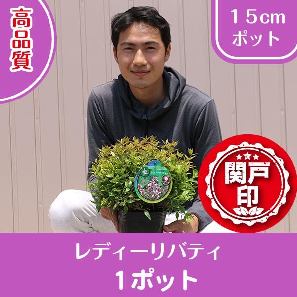 コンパクトで葉色が特に綺麗なアベリアです。花は白色の大輪（薄いピンク色がかかる場合もある。）秋には赤色に紅葉します。耐寒性は強く-20度でも大丈夫です。（株の成熟度のより異なります。）春に刈り込みするといっそう葉色が良くなります。開花期は6...