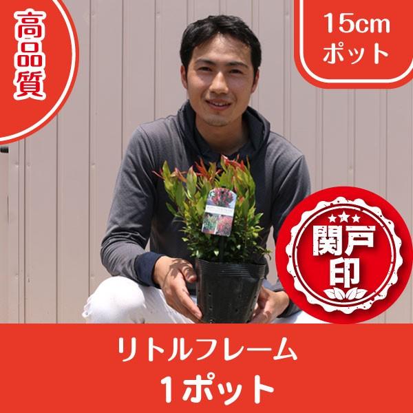 葉は小葉で秋から春にかけて新葉が赤くキャンドルのような常緑樹です。春から初夏には花も咲かせ、暑さ寒さに非常に強く、直射日光下でもよく育ち、寒くなると赤く紅葉します。当商品は種苗法申請中又は登録品種であり、ライセンスを受けて正規に増殖販売して...