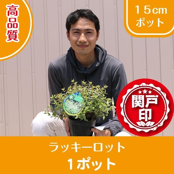 庭に幸運を運ぶような綺麗な葉色、寒さに強くほとんど葉色の変化はありません。春に刈り込みするといっそう葉色がよくなります。開花期は6月〜10月（地域により開花期は異なります。）当商品は種苗法申請中又は登録品種であり、ライセンスを受けて正規に増...