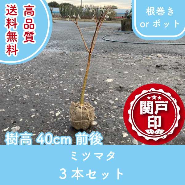 古くから日本で親しまれてきたミツマタは育てやすく管理しやすい樹木です。樹形がまとまりやすく、過度な剪定はしない方がよいという程手がかかりません。春に咲く花は小さい花が集まり、毬のように丸く可愛い姿を見せてくれます。また見た目だけでなく香りも...