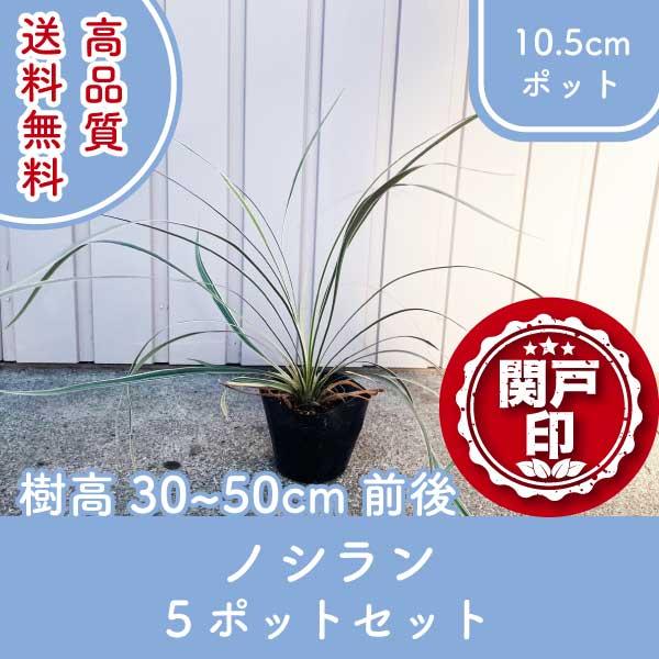 ノシランは常緑で細長い光沢がある葉と、白色や淡紫色の小花が特徴です。12〜1月に紫色の実もなります。カラーリーフとしても優秀で、耐陰性もあり手間のかからない植物で株も大きく育つので雑草の抑制にもなりグランドカバーやシャドーガーデンに最適です...