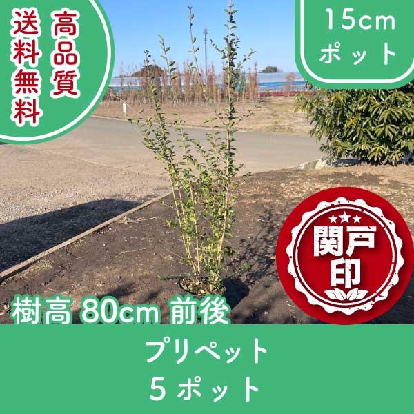 病害虫に強く、生育旺盛で育て方が簡単なことから、洋風な庭、モダンな庭などで植えられている人気の植物です。萌芽力が高く、刈り込みや剪定にも耐えるので生垣にも多く使用されています。初夏に白い小さな花を連ねて咲かる姿がとても清楚です。花を鑑賞した...