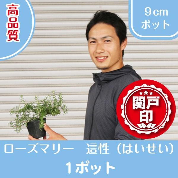 ■お一人様10ポットまでとさせて頂きます。ご了承下さいませ。