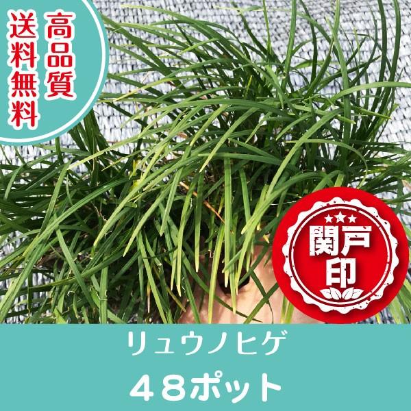 関戸園芸のリュウノヒゲは高品質で低価格！龍のひげ（リュウノヒゲ）は玉竜（タマリュウ）に比べると葉が長いのが特徴です。■送料無料(関東・東海・関西・北陸・信越に限り)■その他の地方は別送料となります。