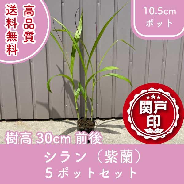 シランは鉢植えでも庭植えでも楽しめる、丈夫で育てやすいランの入門品です。一度植えると殆ど手間がいりません。赤紫色の華麗な花を咲かせ、晩秋には葉を落とし休眠します。冬場は地上部が枯れますが、春になると芽を次々と伸ばします。縁取りなどの植栽に人...