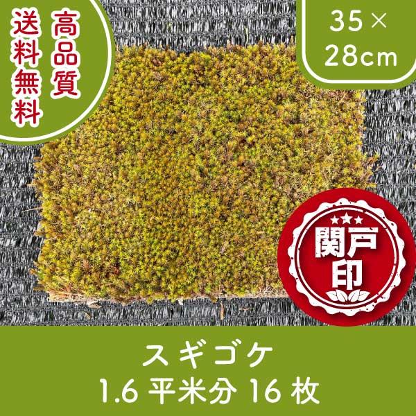 コケの中では最もポピュラーで人気があります。お寺や日本庭園だけでなく苔玉やテラリウムなどインテイアとしても使用されています。?日当たりの良い場所で育てることができるためお庭にあるとモコモコとしたスギゴケはとても可愛いです。??【注意点】冬の...