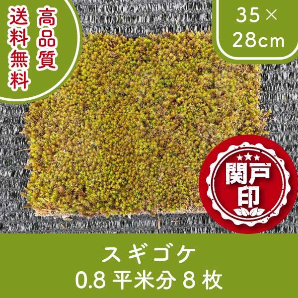 コケの中では最もポピュラーで人気があります。お寺や日本庭園だけでなく苔玉やテラリウムなどインテイアとしても使用されています。?日当たりの良い場所で育てることができるためお庭にあるとモコモコとしたスギゴケはとても可愛いです。??【注意点】冬の...