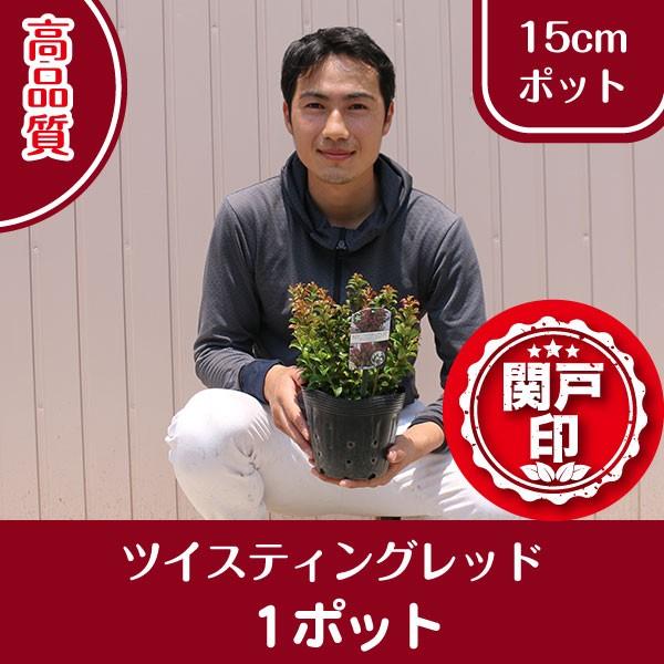 小さい葉がツイスティングした非常に可愛い品種です。カーリレッドとは異なり雄木なので春から初夏には白い花をつけます。寒さ暑さ病気にも非常に強く、直射日光下でもよく育ち、寒くなると赤く紅葉します。当商品は種苗法申請中又は登録品種であり、ライセン...