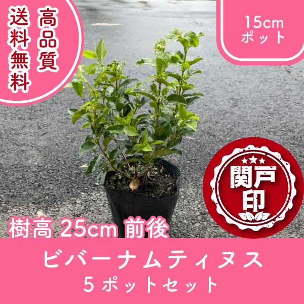 ビバーナムティヌスは丈夫で育てやすい常緑樹です。常緑ガマズミという和名でも流通しています。春に小さなピンク色の蕾をたくさん付け、小さな白い花を咲かせます。花後は綺麗な黒〜青色の艶のある実をつけてとてもかわいらしい姿を見せてくれます。刈り込み...