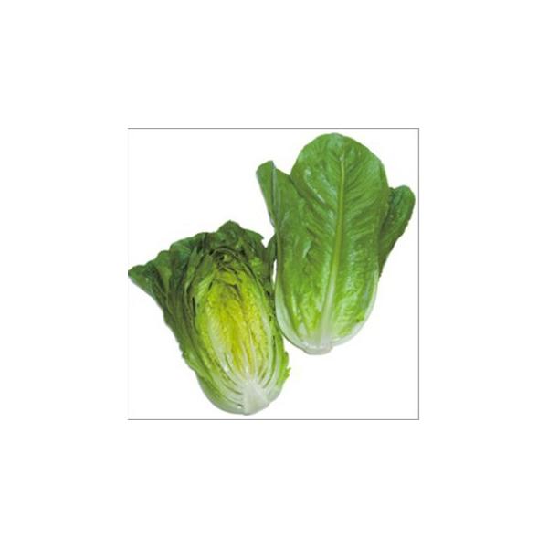 幅広い作型に適する　草勢は中程度で晩抽性にすぐれる。結球性は年間を通して安定する。冷涼地の初夏・秋どりや、中間・暖地の秋〜年内どり・春どりの幅広い作型に適する。　形状が安定し食味良好　玉は照りのよい緑色で肥大は中程度。肋の形状は安定してねじ...