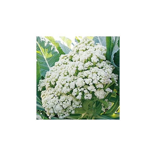 通常のカリフラワーと異なり、固く締まらない頂花蕾を房ごとにカットしてスティック状に利用するユニークなカリフラワー！茎は甘みが強く、火を通すと翡翠のような色に変わり綺麗！種まき期：1〜2月、7〜8月収穫期：11〜1月、4〜5月 ■この商品はメ...