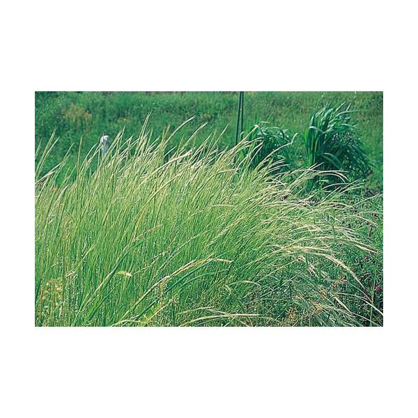 果樹園の下草に！雑草を抑制します。・秋に播種すると幼苗で越冬し春に伸長・出穂する。その後は気温の上昇とともに倒伏・枯死し、地面を覆う。・枯れた草が地面を覆うことにより、雑草の発生を抑えるので果樹園などで下草抑えの「草マルチ」として有効。・草...