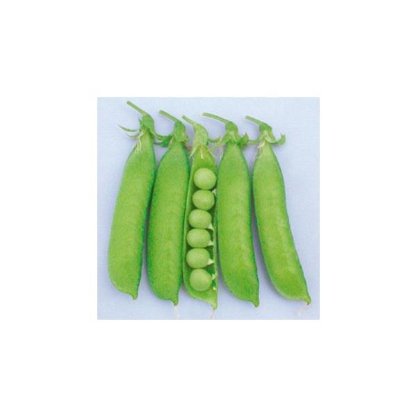 実が大きく上品で繊細な甘みがあり、ほくほくとした食感が特徴。　グリーンピースと比べて皮が薄く青臭さも少ないため、豆ごはんに最適　