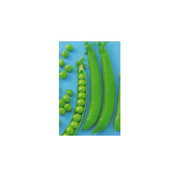強い病害抵抗性を持ち、特にウドンコ病に強い極早生実取豌豆。　1莢の粒数は10〜11粒と多く、莢の長さは13〜14cm、濃緑の長莢で種子の充実が早く大粒となる。　草丈は1.2m位でやや低く、分枝力に富み莢付が良好な多収穫品種。　糖度は他の品種...