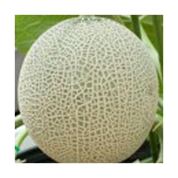 ■容量は季節により変更となる場合がございますが、価格に変更はございません。 メール便で10袋まで同梱できます。