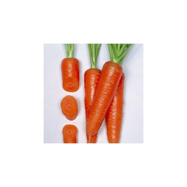夏〜冬〜春まきと播種期の幅が広い黒田系の一代交配種で、耐暑・耐病性が強く、低温肥大性・低温着色性に優れた鮮橙紅色の総太り型五寸人参です。　夏まきの場合、播種後80〜90日で根長16〜18cm、根重200〜250gとなり、根色・揃い良く上物率...