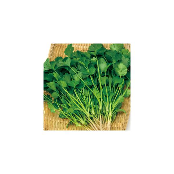 ●セリ科の1年草で、独特の香りを持ち、別名を香菜（シャンツァイ）やパクチーとも呼ばれる。　●草丈25cm程度の若い葉を随時収穫し利用できる。出荷する場合は抜き取りが一般的で、根付きで収穫する。●6月頃に開花して夏に結実する種子も、乾燥させピ...