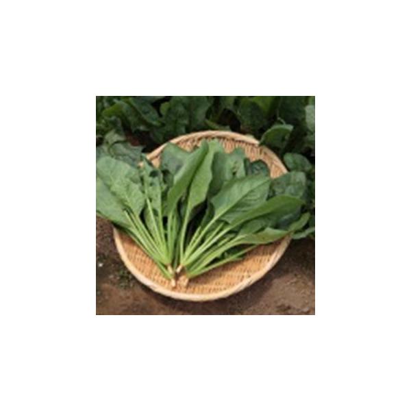 べと病R-1〜9、11〜15に抵抗性をもつ。　濃緑、平滑な剣葉で、葉先がとがり浅く欠刻が入る。　立性で葉軸にしなりがあり、収穫作業性がよい。　フザリウム菌による萎凋病に対し、「アクティブ」以上の強い耐病性をもつ。　草勢強く耐暑性があり、高温...