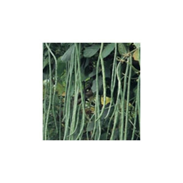 熱帯地域から導入し改良された品種で、暑さや乾燥にとても強く、つくりやすい品種です。莢は濃緑色で40〜60cmにもなり、房なりに垂れ下がるようすは、流れ落ちる滝のようです。