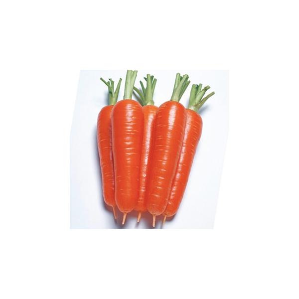 生食できる甘さが魅力で、ジュースやサラダに最適。適期播種なら110日程度で収穫でき、根長18cm程度によく揃う。春まきも可能な作りやすい品種。