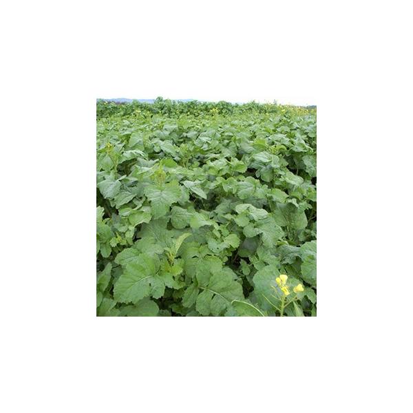 【北海道】アブラナ科に含まれる辛み成分「グルコシノレート」の高含量品種です。　テンサイ根腐病、ホウレンソウ萎凋病、コムギ立枯病等の土壌病害による被害を軽減します。　エンバクよりもやわらかく、すき込みが容易です。　【都府県】辛味成分「グルコシ...