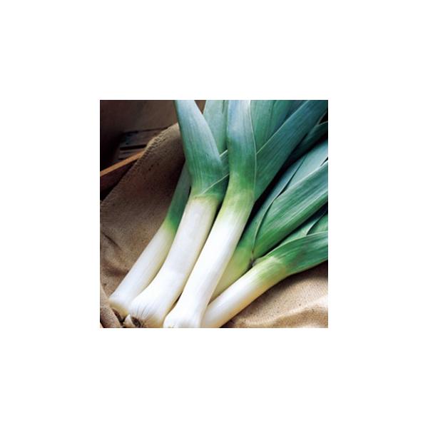 リーキはポロネギとも呼ばれる西洋料理には欠かせないネギの仲間。耐暑・耐寒性ともに強い。一本ネギのように、土寄せして葉鞘部を軟白させて栽培する。ネギよりも臭いが少なく、煮込み料理や焼き料理など、加熱するととろけるように甘くなり美味。