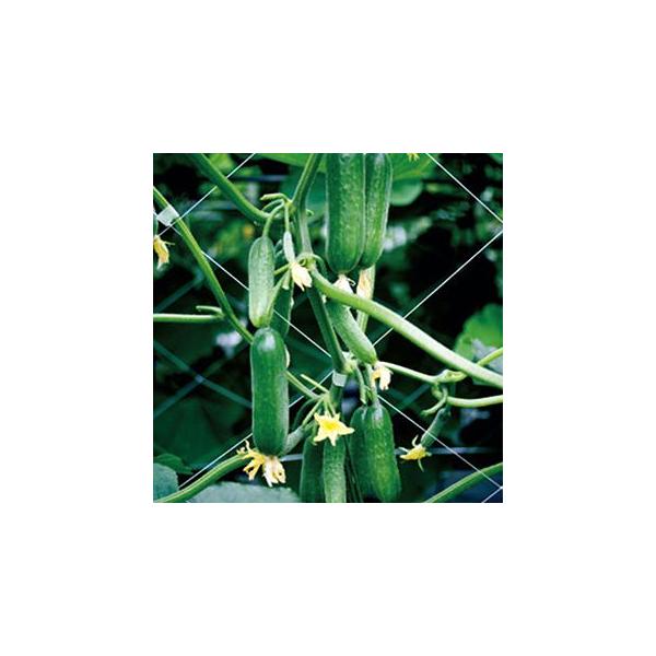 長さが10ｃｍほどの果実でいぼがなく、光沢がある。シャキッとした歯ごたえがいい！実つきがよく、たくさんとれる。うどんこ病、べと病にも強く減農薬栽培にもおすすめ！プランター栽培にも向く。 ■容量は季節により変更となる場合がございますが、価格に...