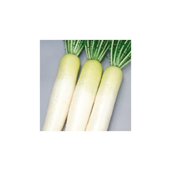 トウ立ちがごく遅い青首総太り大根です。葉はやや黄葉でコンパクトにまとまり、低温期にとくに尻部の肉づきがよく、肌にテリがあります。ス入りは少なく、肉質がよく、食味がすぐれています。