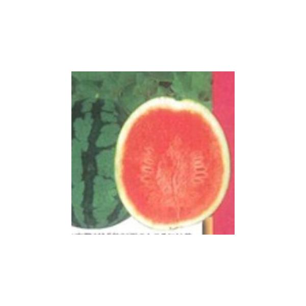 通常の西瓜は節間の長さが約15〜20cmあり、鉢栽培の場合は支柱を立てて誘引、果実も吊らねばなりません。　しかし「ベランダdeスイカ」は節間が5cm前後しかないので、蔓の長さは3〜4分の1！プランター上なら支柱なしで栽培出来ます。　　皮が厚...