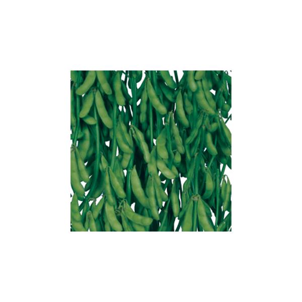 特性・特徴・茶豆風味の早生品種。・ショ糖、遊離アラニンの含量が高いことから甘みがとても強く、独特の旨み・香りがあり食味に優れる。・白毛の大莢で実入りが良く、莢色はやや淡いが美しい鮮緑色。・着莢数が多く、収量性が高い。■容量は季節により変更と...